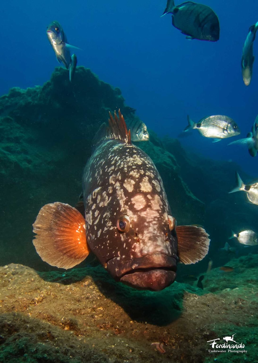 Sharks and Shipwrecks: Diving in Madeira by Underwater Photographer ...